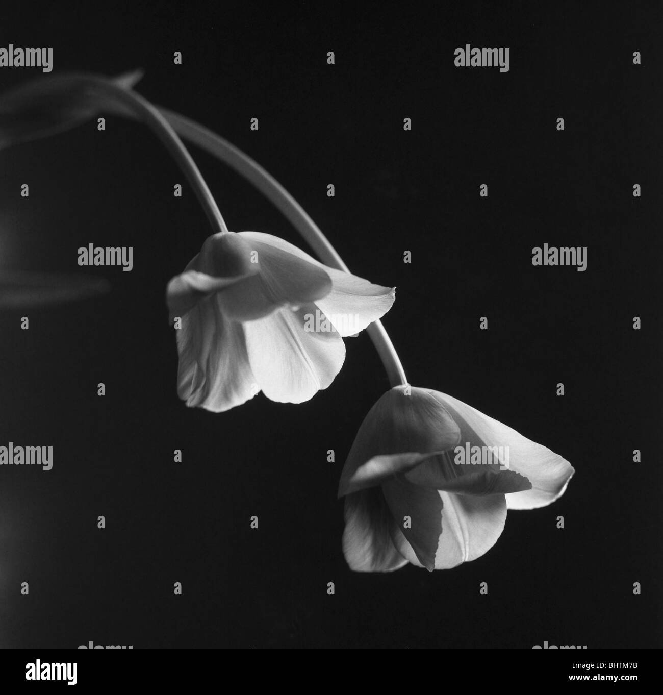 Two flower light Black and White Stock Photos & Images - Alamy