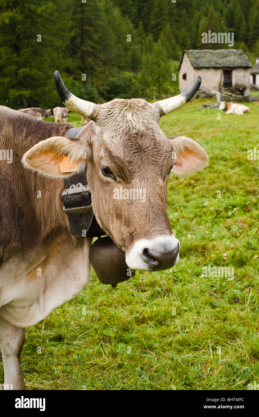 Brown Swiss cow at Alpe Devero, Parco Naturale Veglia Devero, Piemonte ...