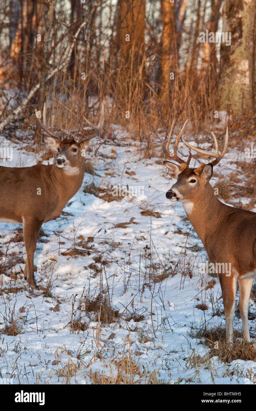 White-tailed deer in winter Stock Photo - Alamy
