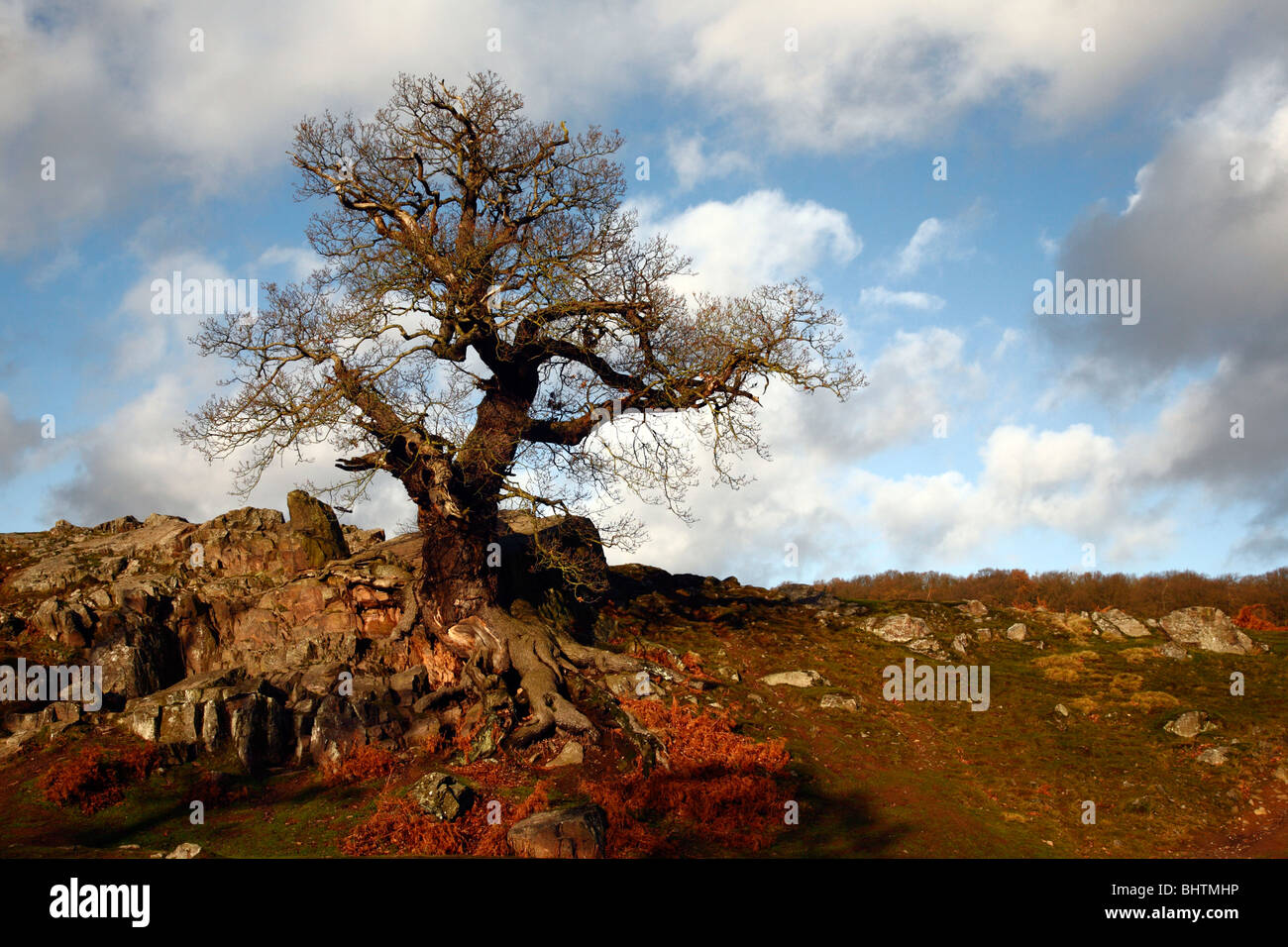 Gnarled old ancient British oak at Bradgate park,Leicestershire,England ...