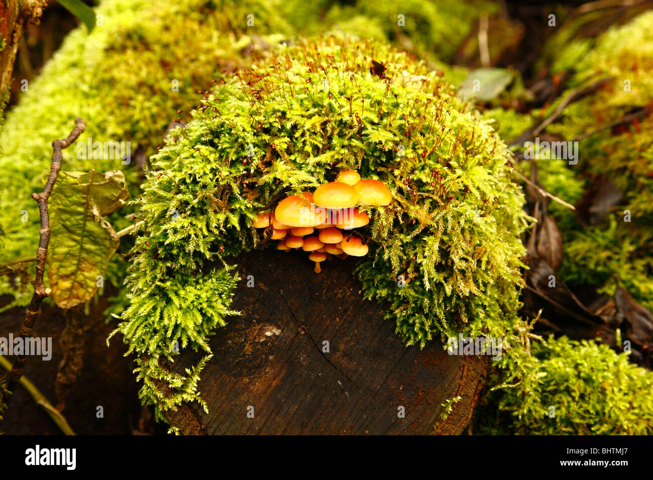 Wood Fungi on a rotting log with sphagnum moss Stock Photo - Alamy