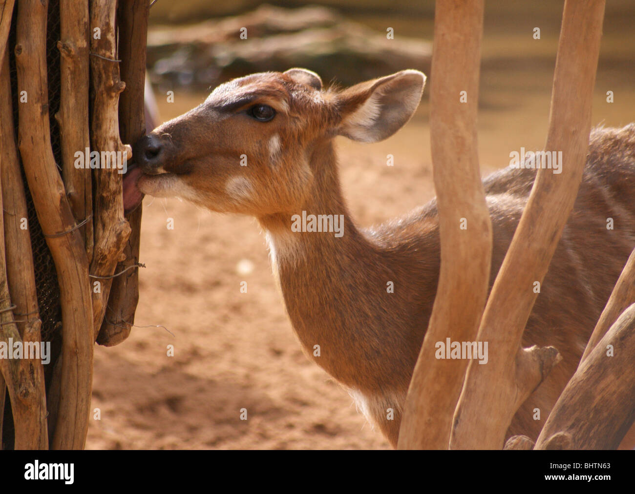 INDIAN MUNTJAK BABY DEER LICKING A TREE BARK Stock Photo - Alamy
