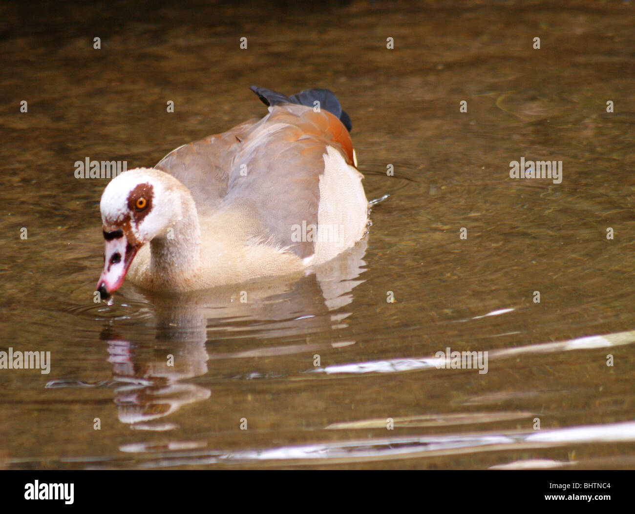 RUDDY DUCK BIRD SPECIES Stock Photo - Alamy