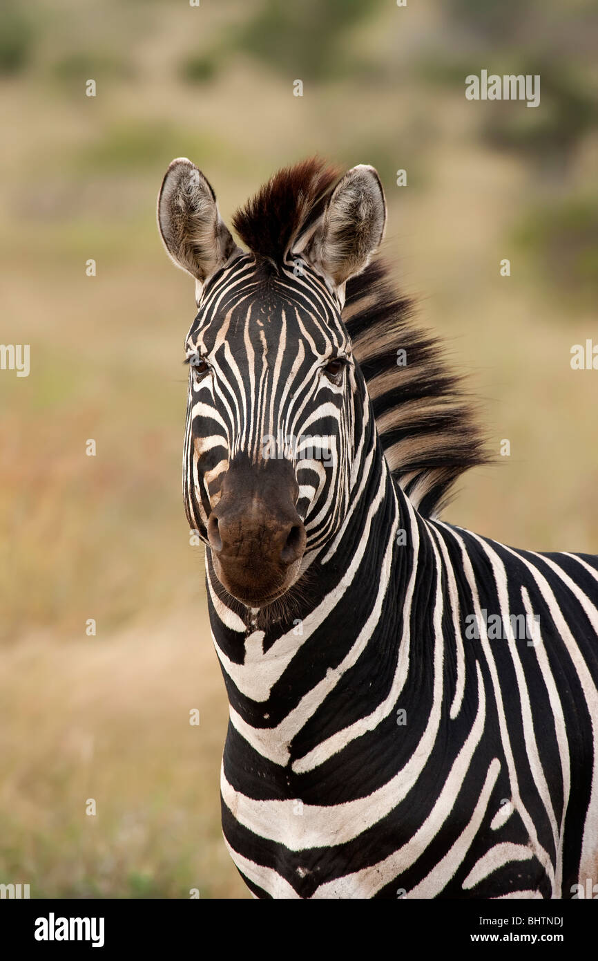 Close up head shot of a zebra Stock Photo - Alamy
