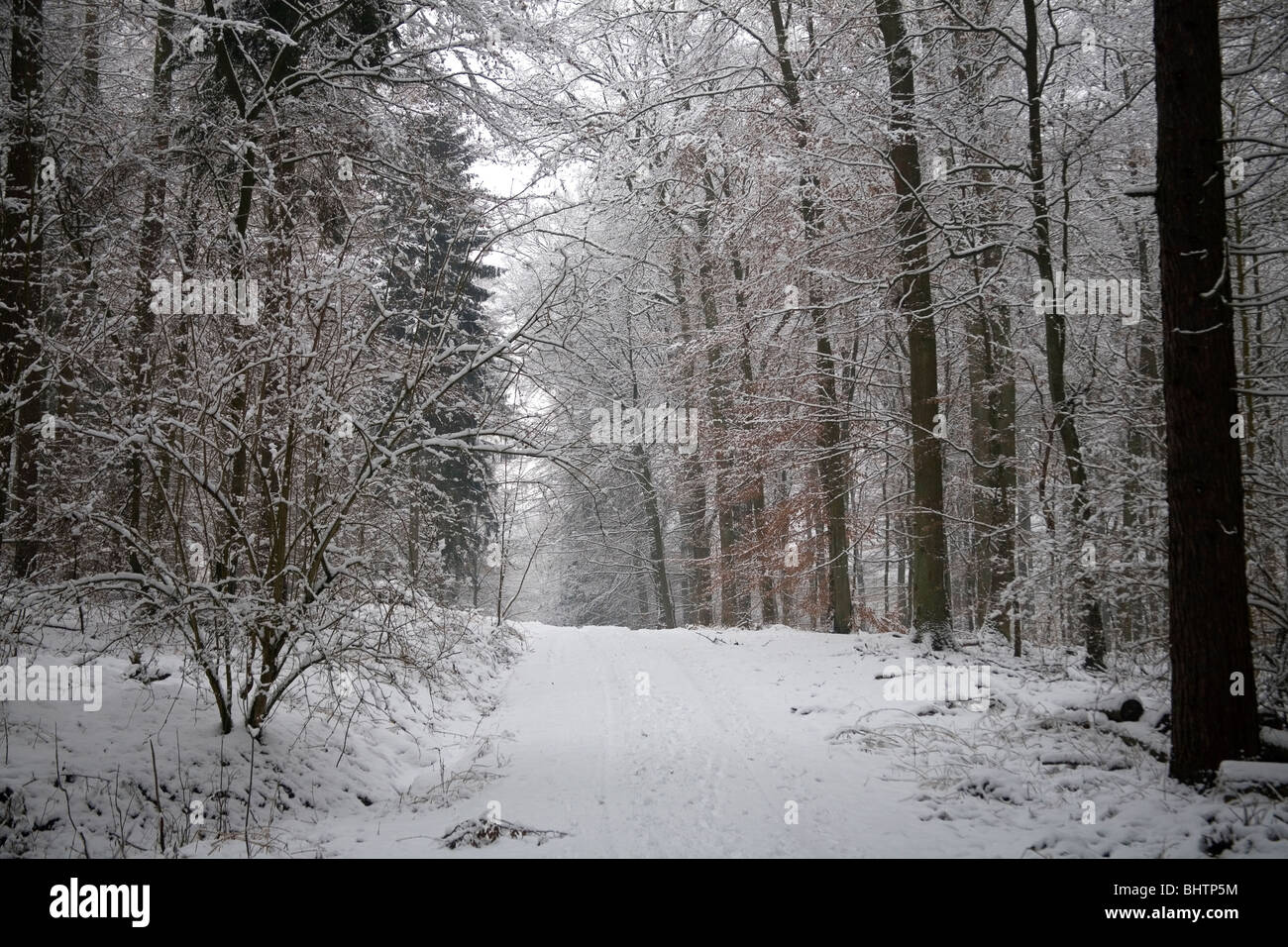 Winter im Deister Winter in Germany Stock Photo - Alamy