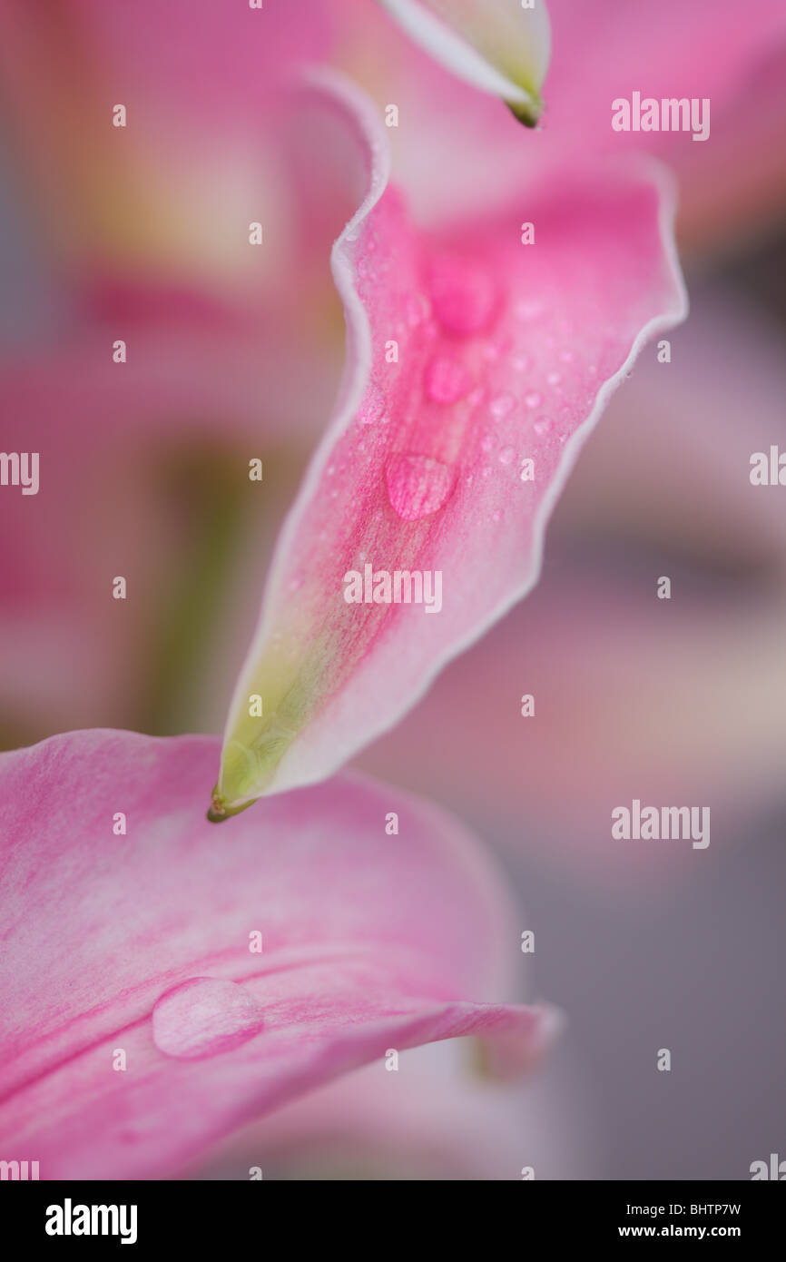 Spotted stargazer hi-res stock photography and images - Alamy