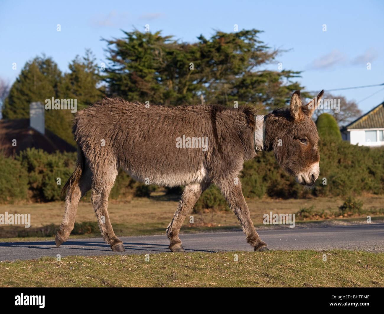 Donkey in the New Forest Hampshire UK Stock Photo - Alamy