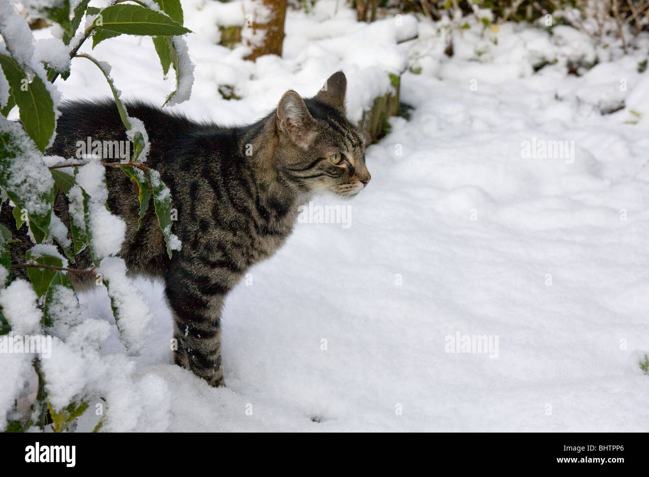 tabby cat in snow Stock Photo - Alamy