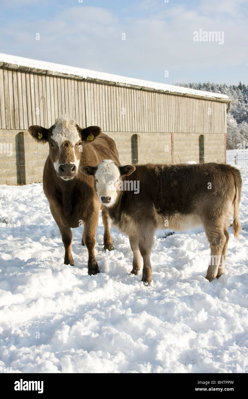 Dairy farm cow snow winter hi-res stock photography and images - Alamy