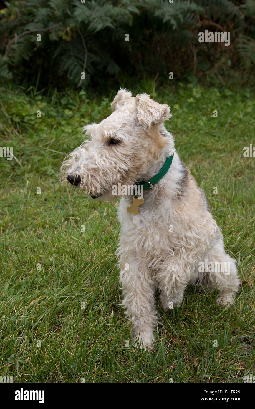 wire haired fox terrier Stock Photo - Alamy
