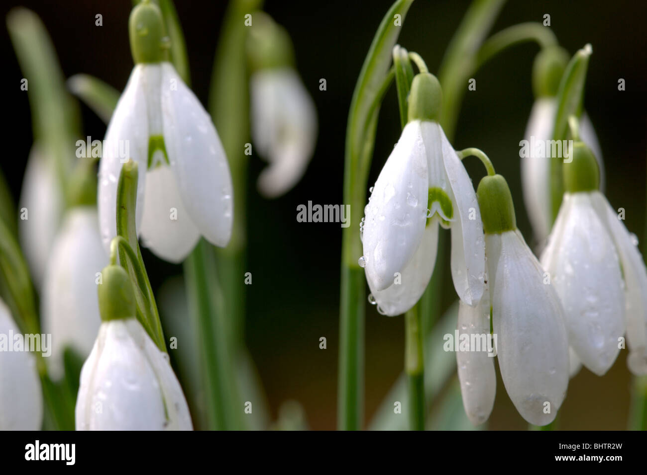 English snowdrops hi-res stock photography and images - Alamy