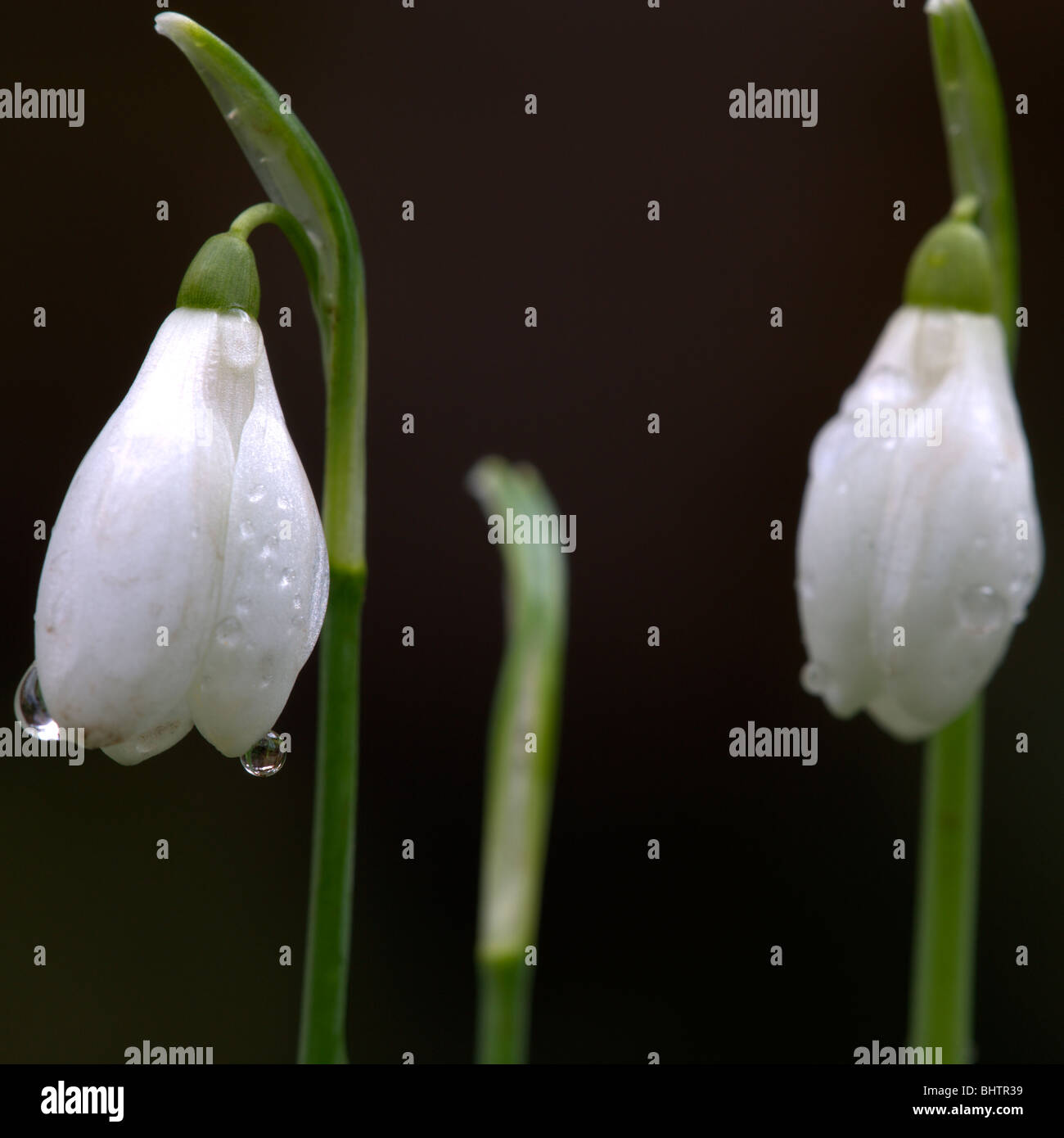 Close-up image of common English snowdrops (Galanthus nivalis) covered ...