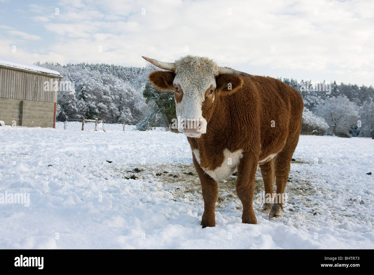 farm cattle in snow Stock Photo - Alamy