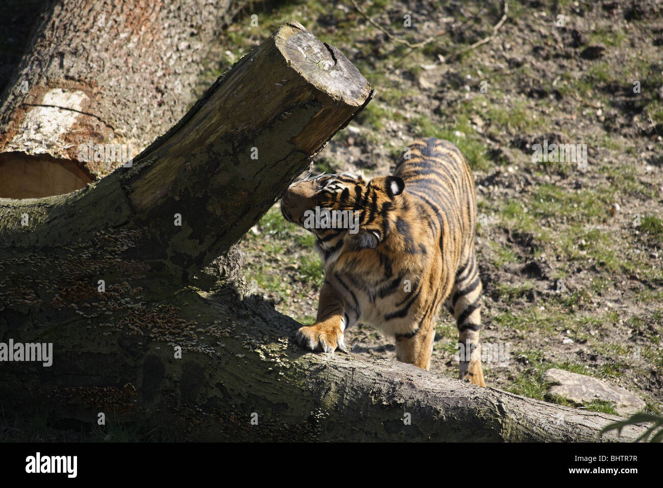 A tiger smelling the scent of a tree Stock Photo - Alamy