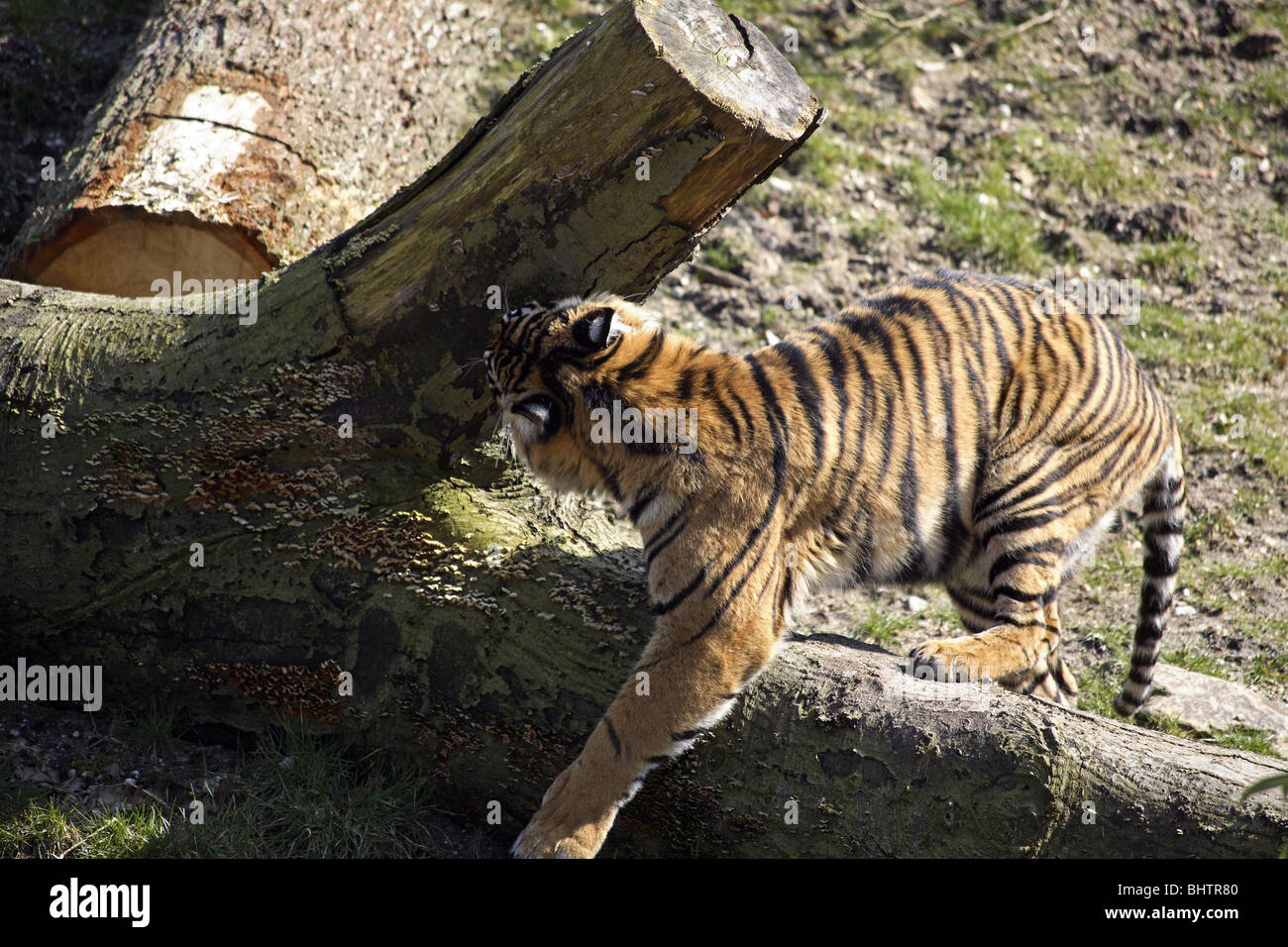 Tiger smelling hi-res stock photography and images - Alamy