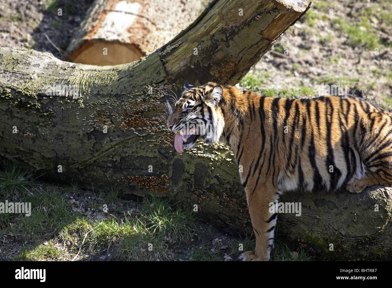 A tiger in a zoo resting from the heat Stock Photo - Alamy