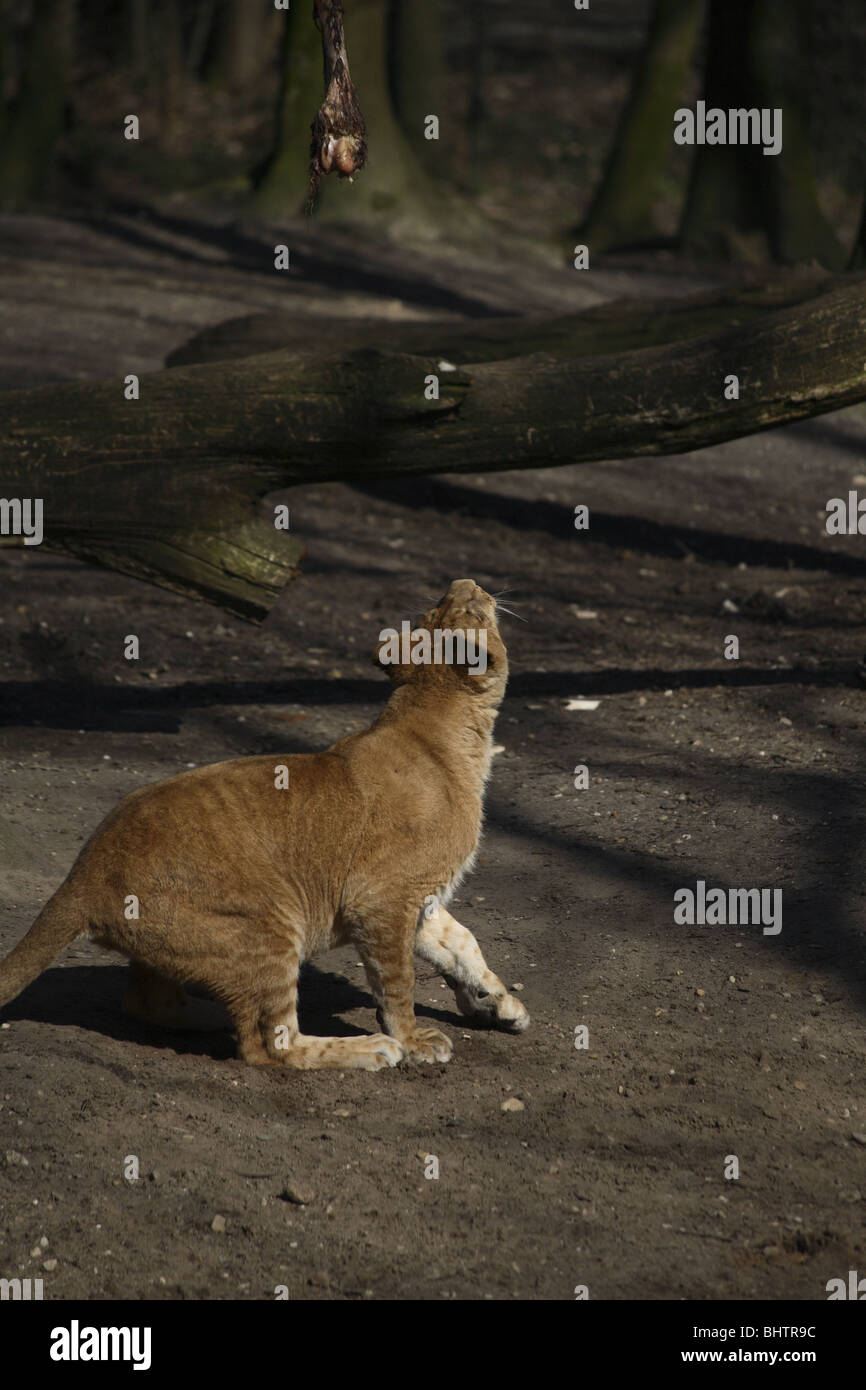 Food lion hi-res stock photography and images - Alamy