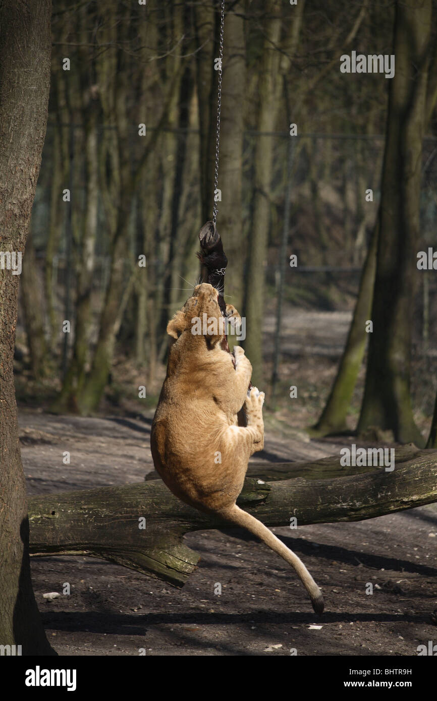 A lion cub playing with food in captivity Stock Photo - Alamy