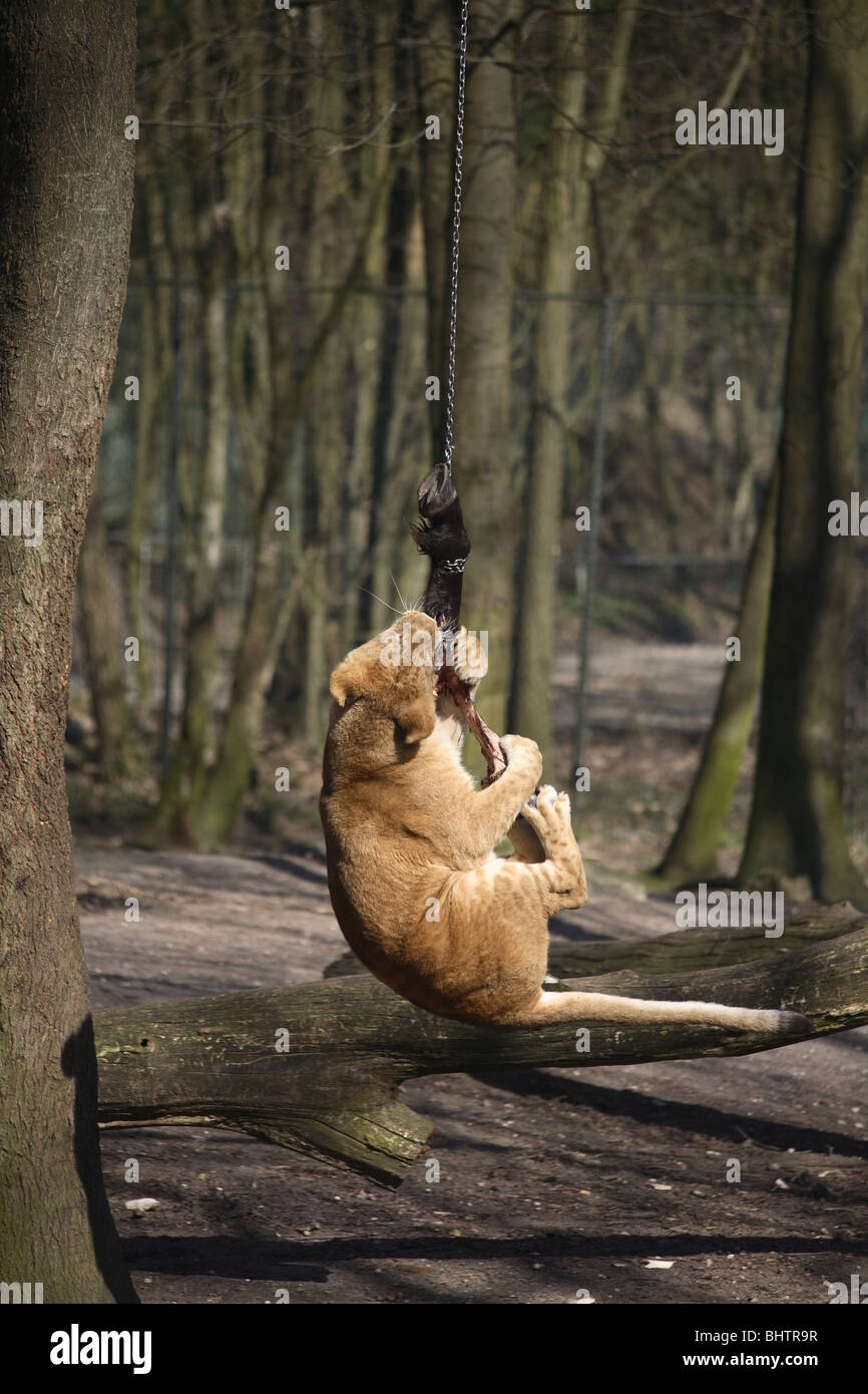 A lion cub playing with food in captivity Stock Photo - Alamy