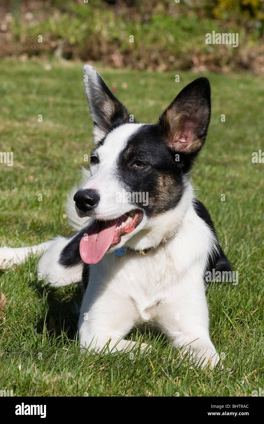 portrait cross collie puppy Stock Photo - Alamy
