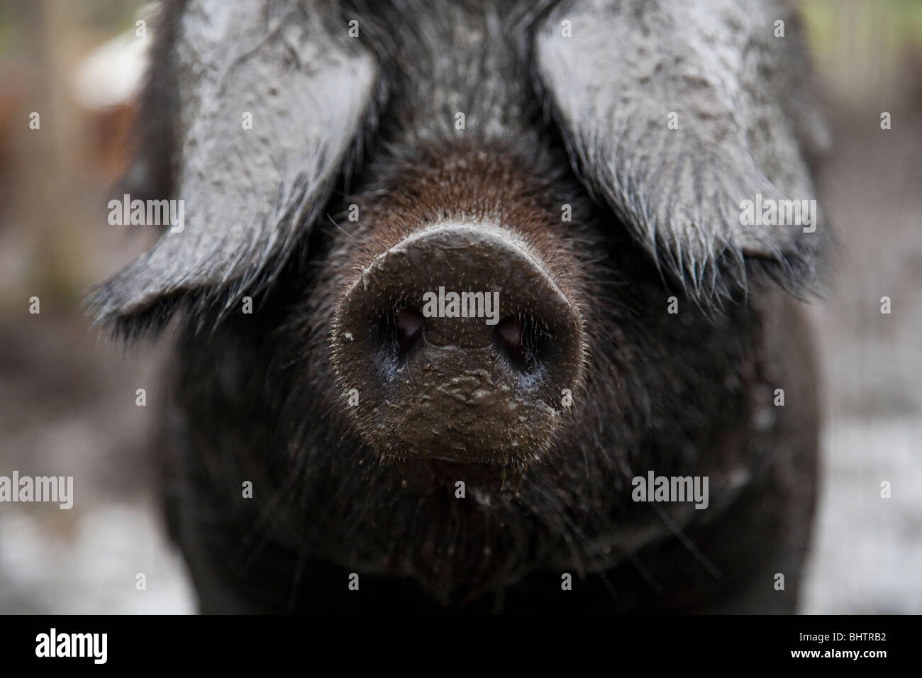 close up of a saddle back pigs' snout covered in mud Stock Photo - Alamy