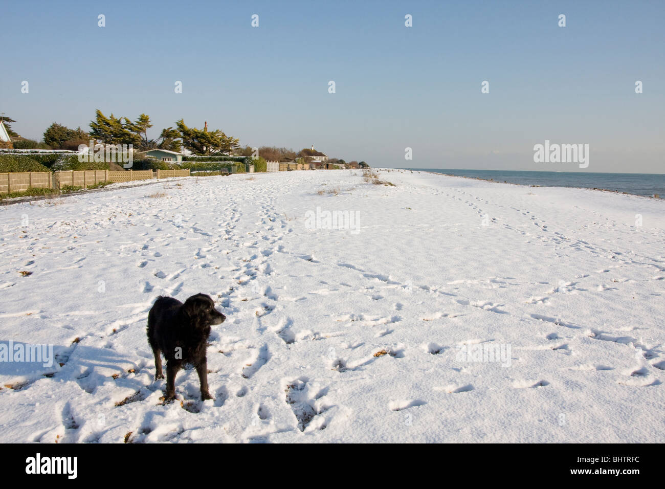 black dog sitting on beach in snow, Goring by Sea, West Sussex, England ...