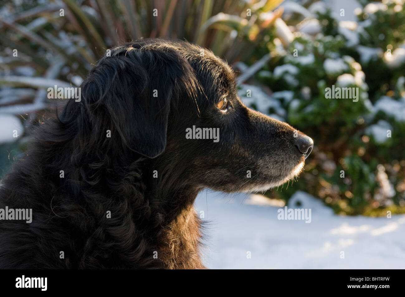 black mongrel in snow Stock Photo - Alamy