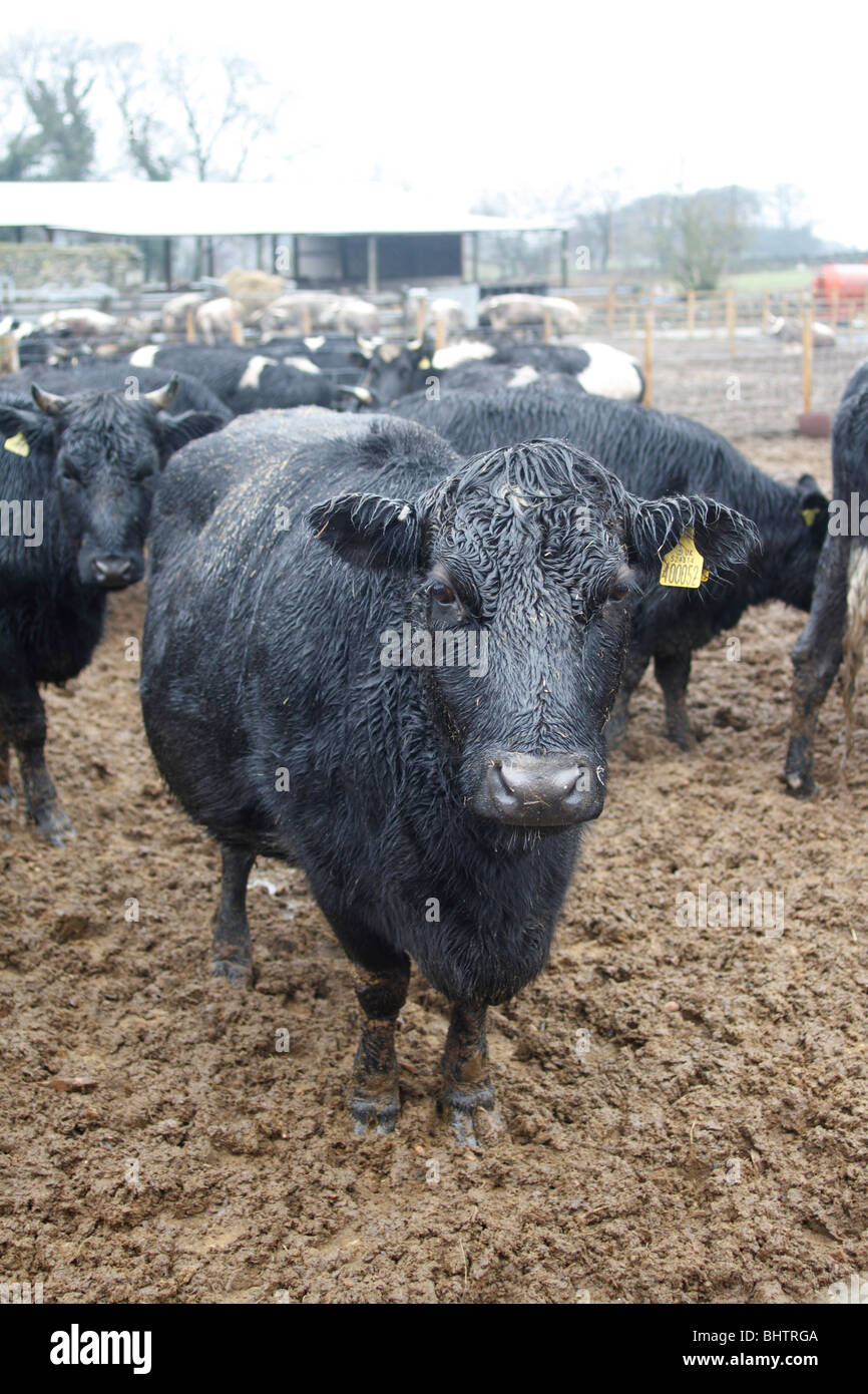 Hornless cattle hi-res stock photography and images - Alamy