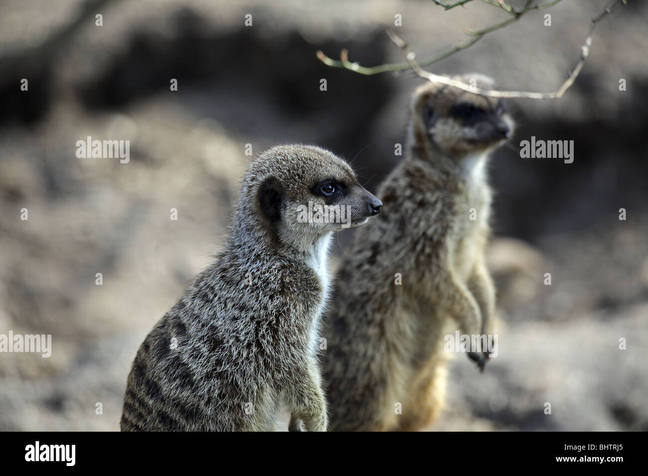 Meer kats hi-res stock photography and images - Alamy