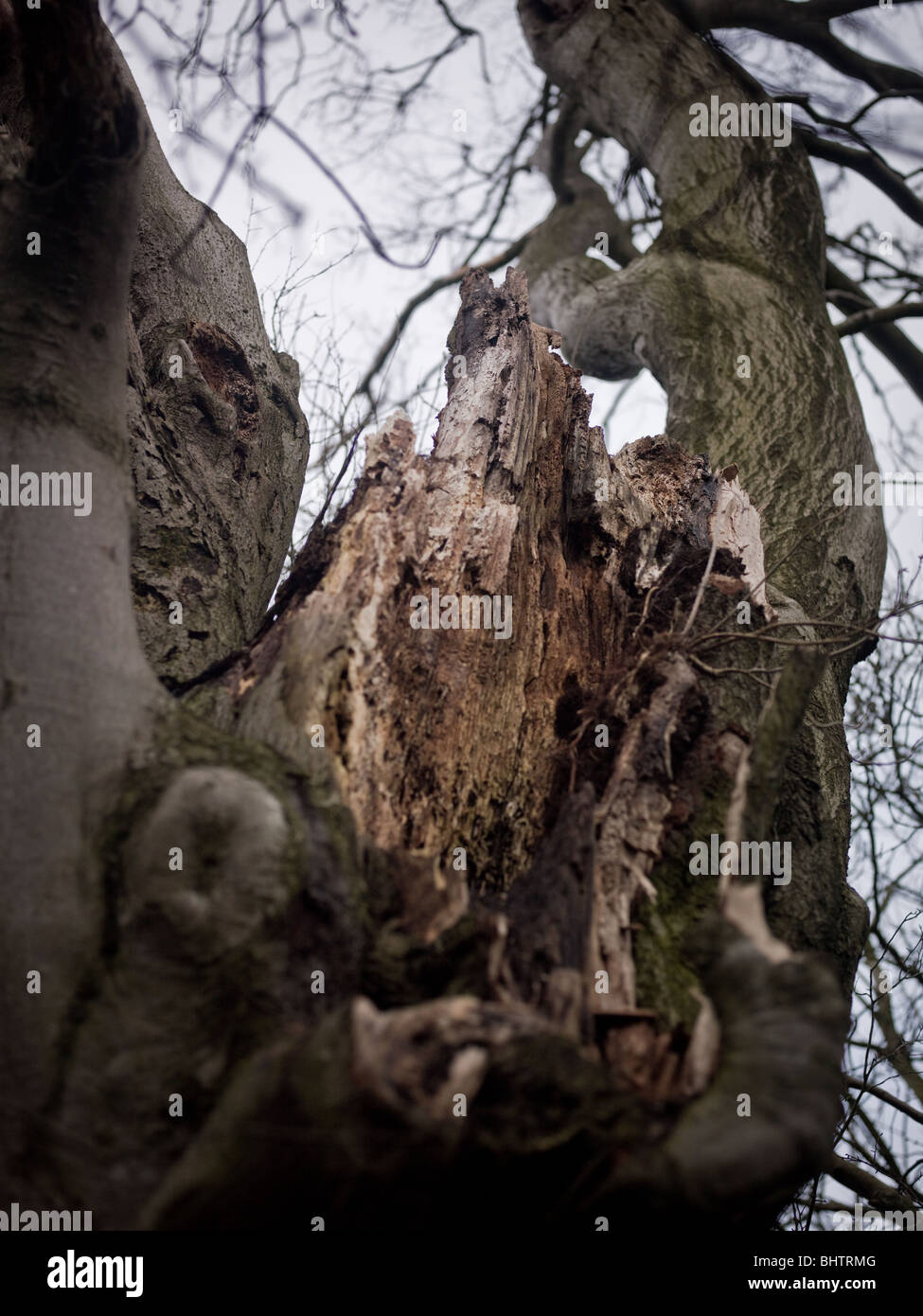 Tree countryside damaged decay dying lightening old rural hi-res stock ...