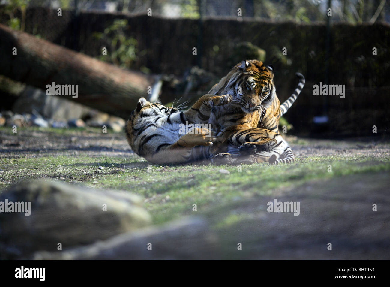 Adult tigers play fighting in a zoo Stock Photo - Alamy