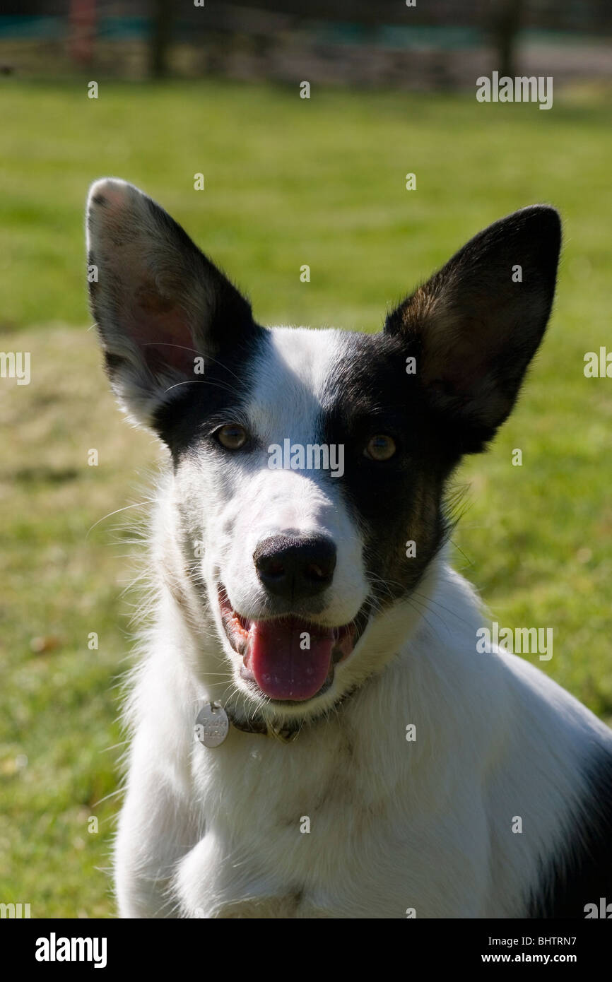 portrait cross collie puppy Stock Photo - Alamy