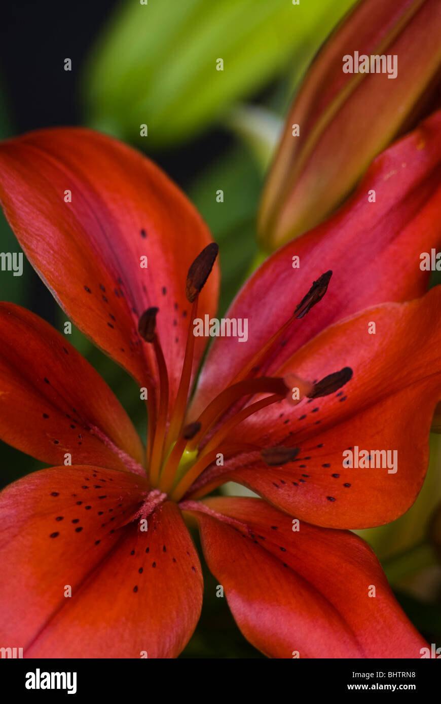 Detail of red Lily Stock Photo - Alamy