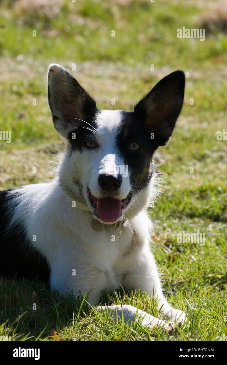 portrait cross collie puppy Stock Photo - Alamy