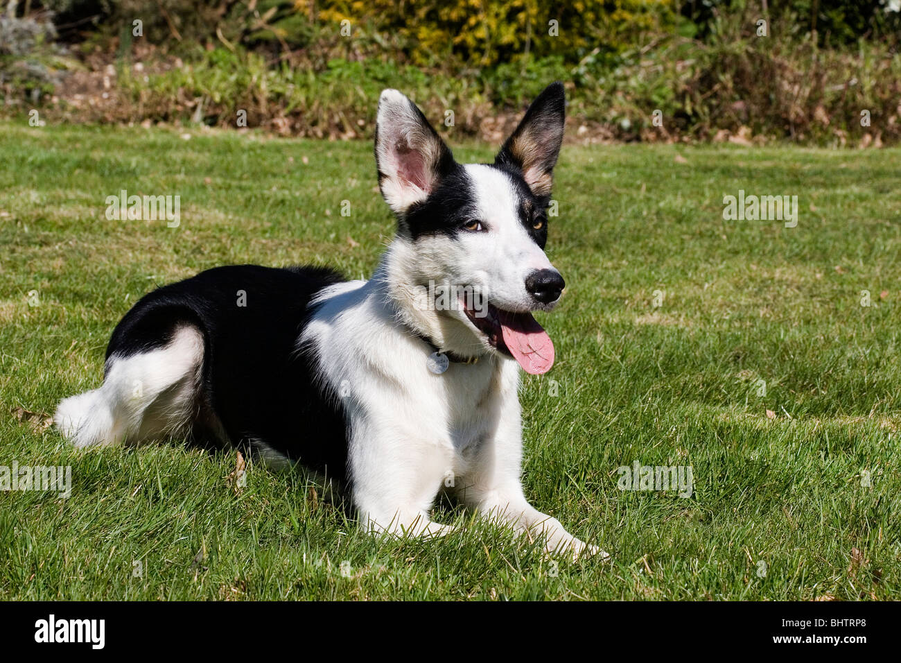 portrait cross collie puppy Stock Photo - Alamy