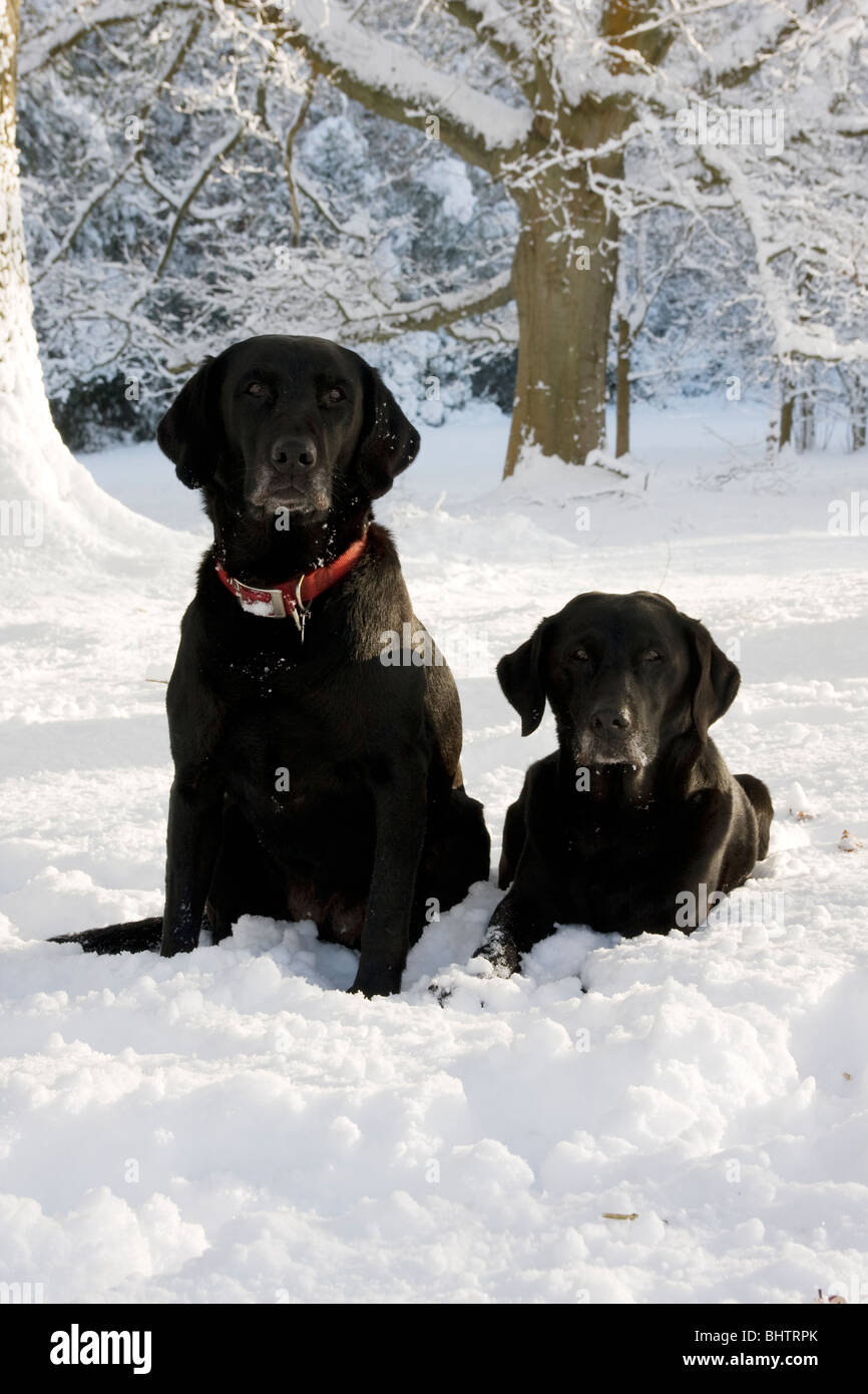 two black labradors in snow Stock Photo - Alamy