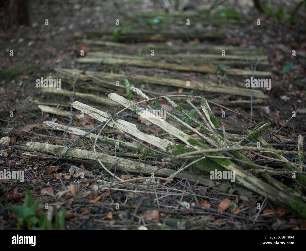 Fallen wooden fence with moss Stock Photo - Alamy