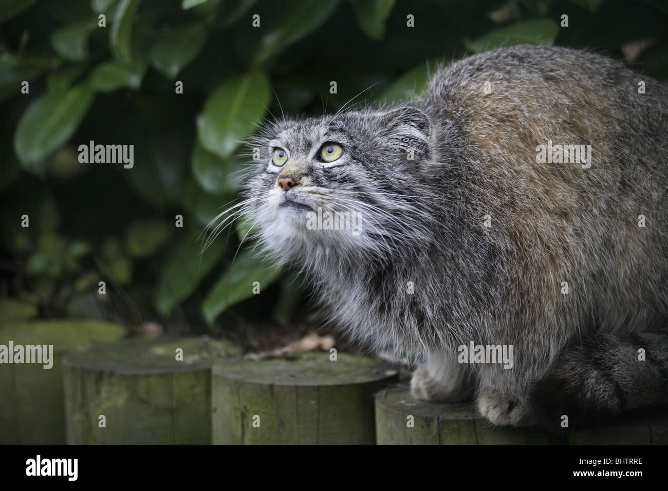 Pallas Cat (Otocolobus manul, or Felis manul Stock Photo - Alamy