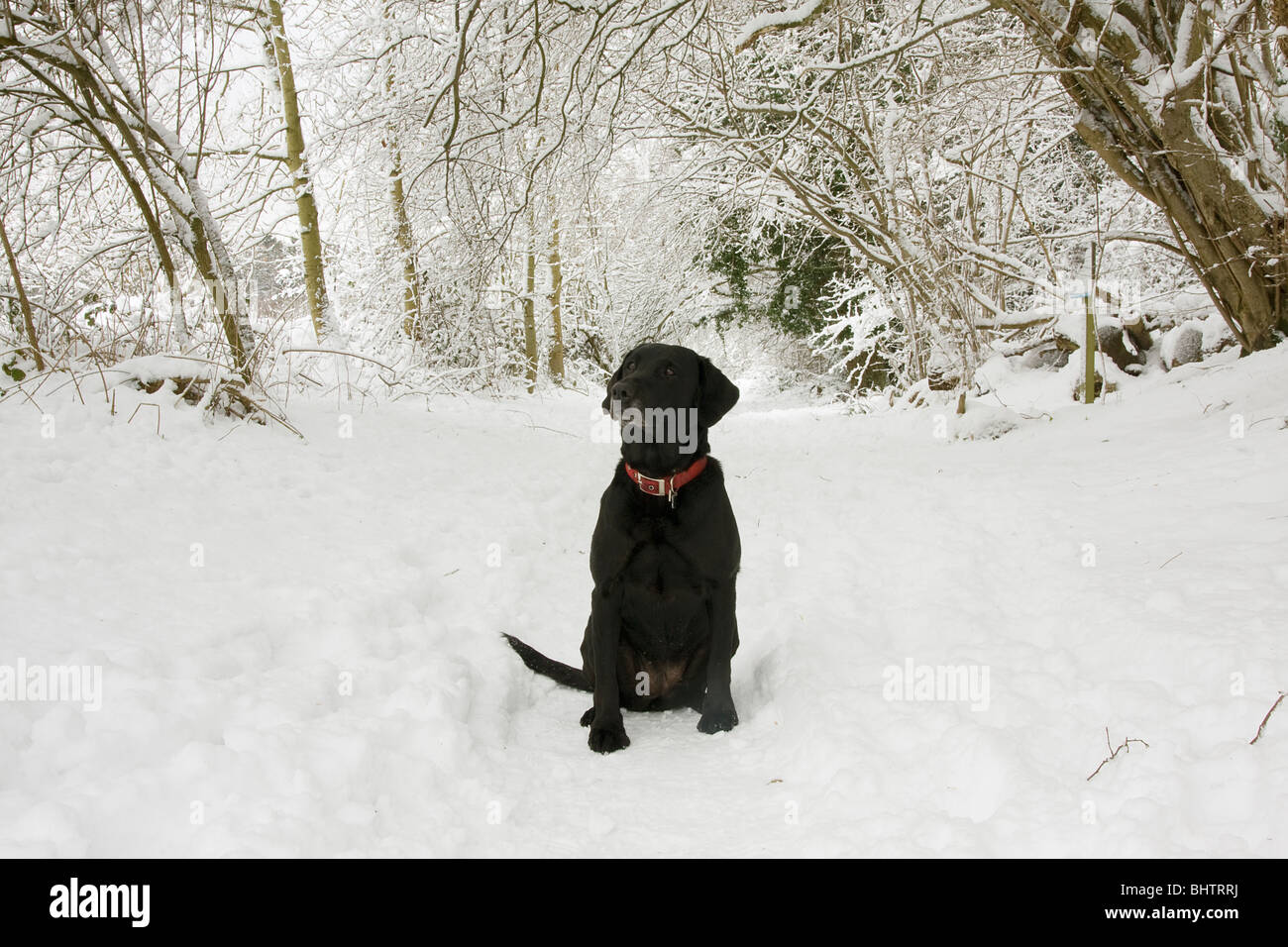 black labrador in snow Stock Photo - Alamy