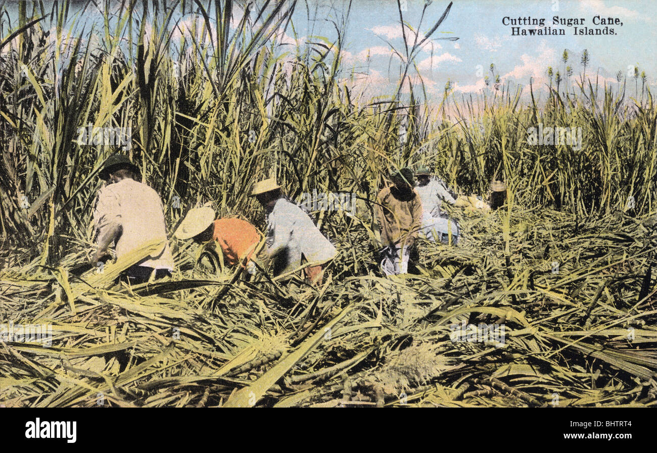 Sugar Cane Hawaii History at Abbey Wales blog