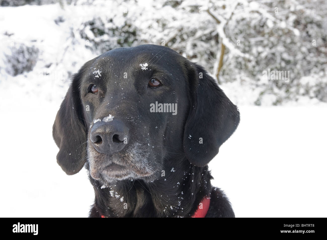 portrait black labrador in snow Stock Photo - Alamy