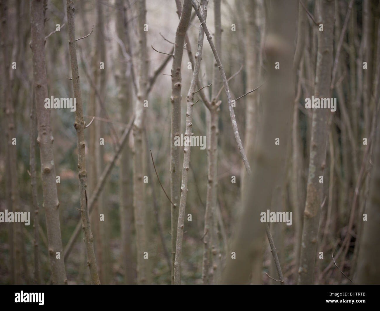 A forest of thin bare trees Stock Photo - Alamy