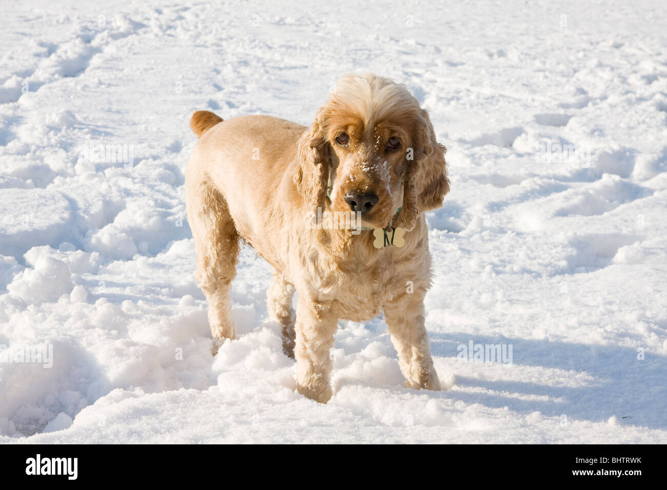 cocker spaniel in snow Stock Photo - Alamy