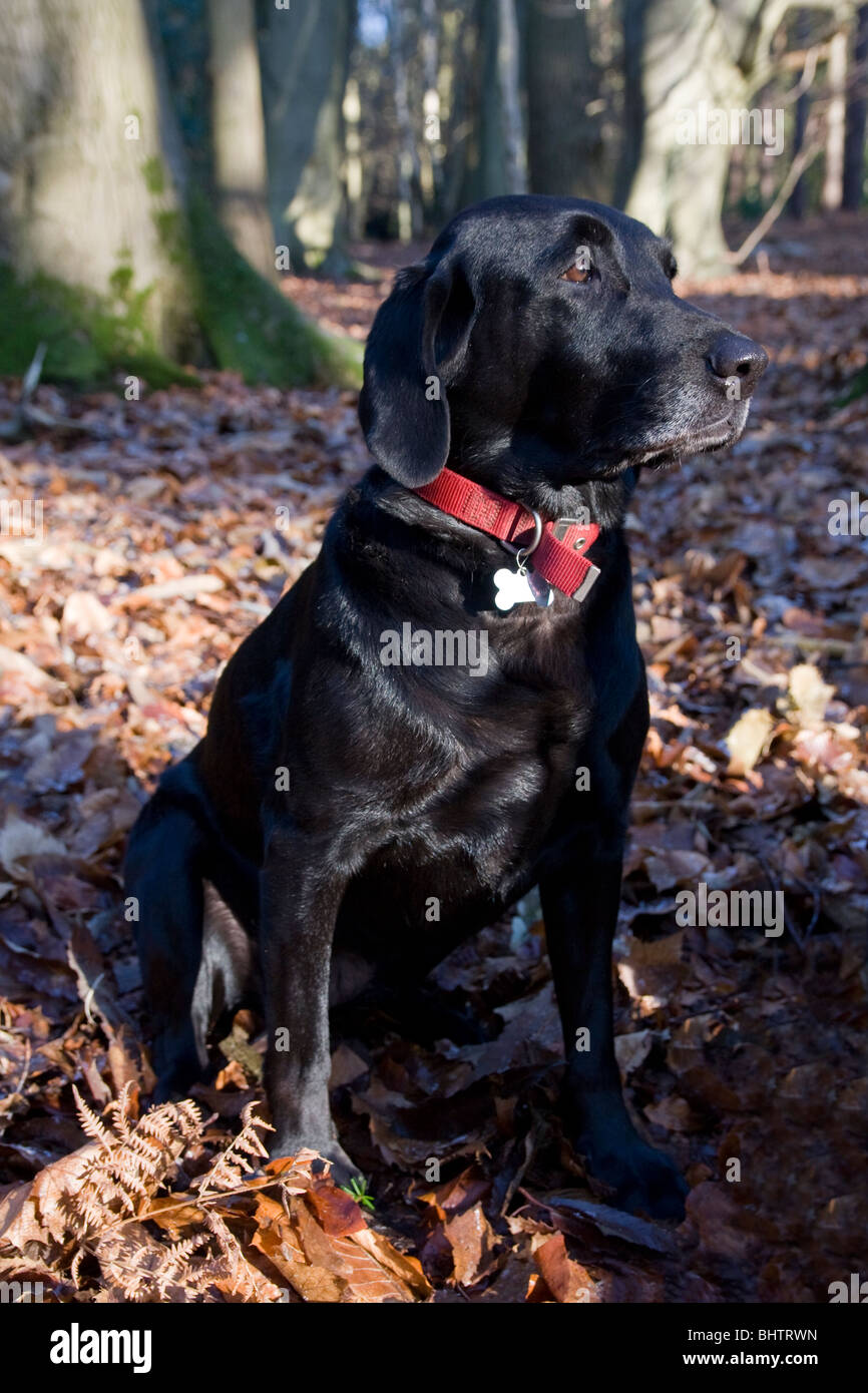 adult black labrador sitting in woods Stock Photo - Alamy