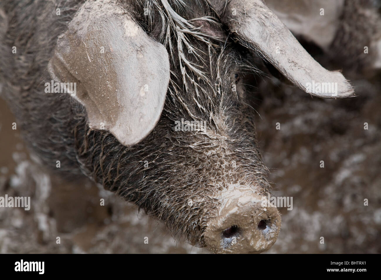 Pig mud hi-res stock photography and images - Alamy
