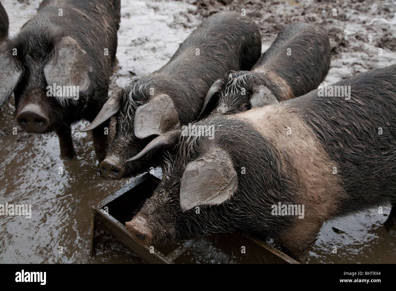 saddle back pigs in mud next to their feeding trough Stock Photo - Alamy
