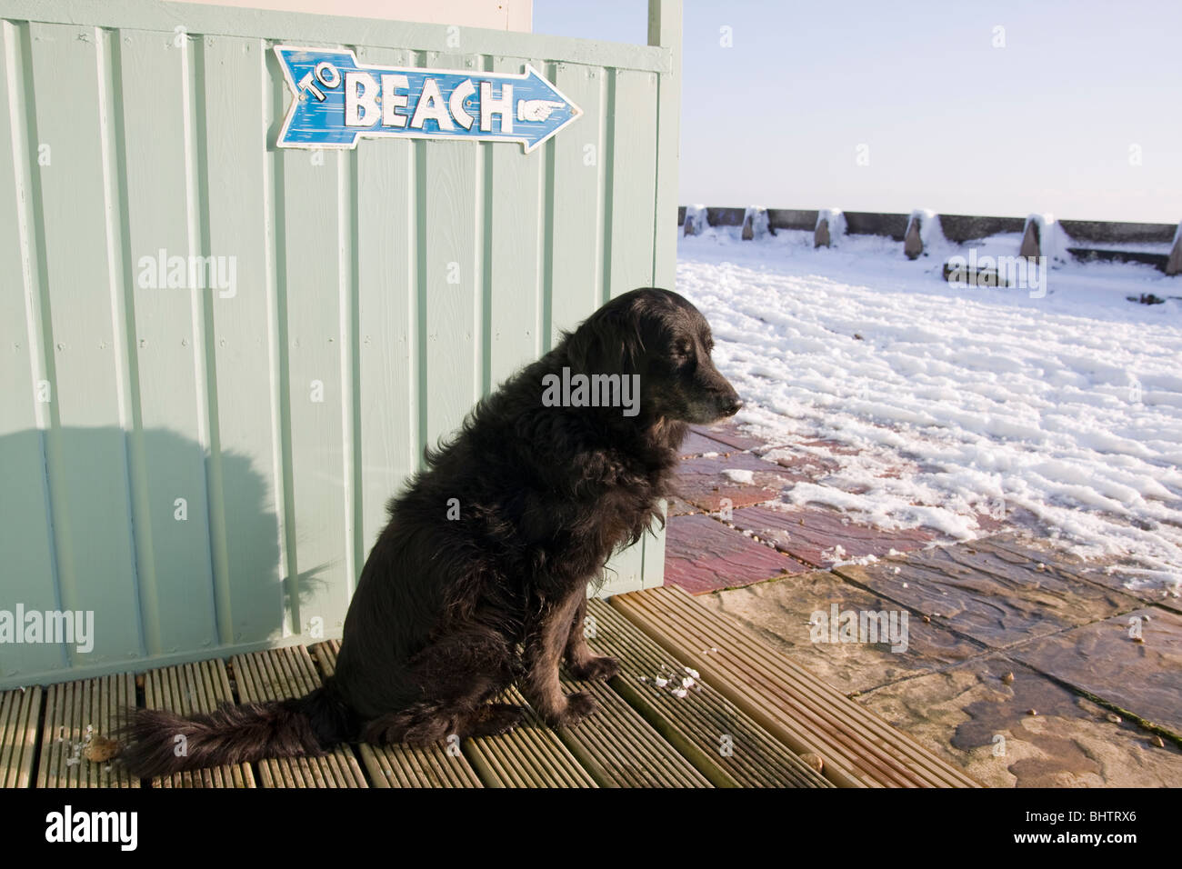 black dog sitting on beach in snow, Goring by Sea, West Sussex, England ...