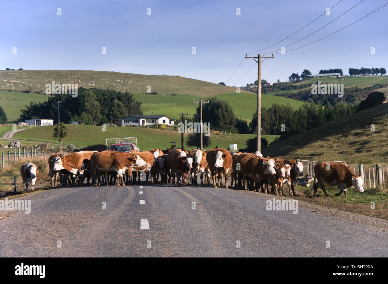 Herd of cows blocking road hi-res stock photography and images - Alamy