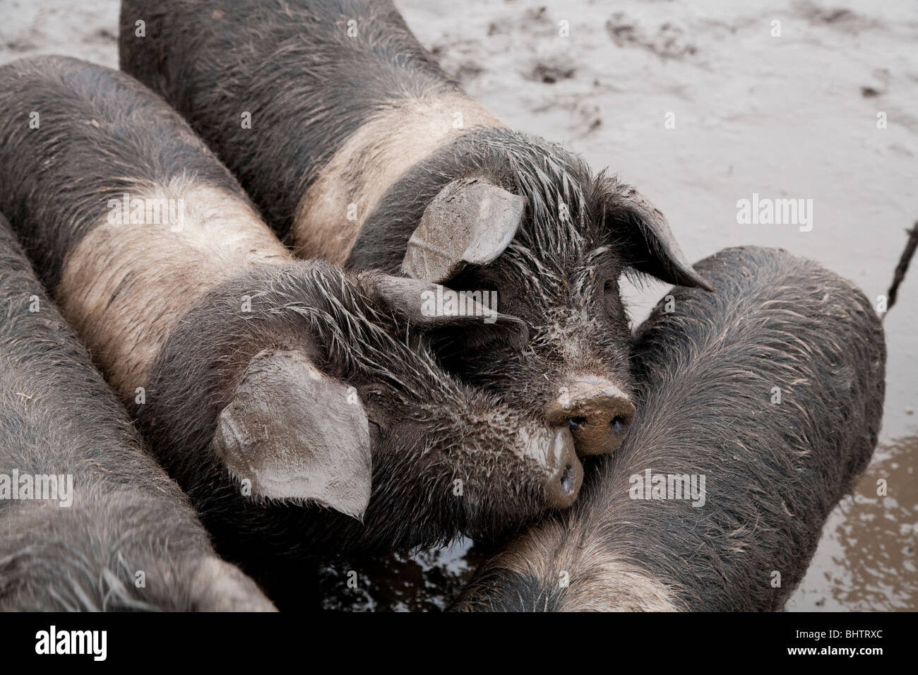 saddle back pig, mud, grouped together Stock Photo - Alamy