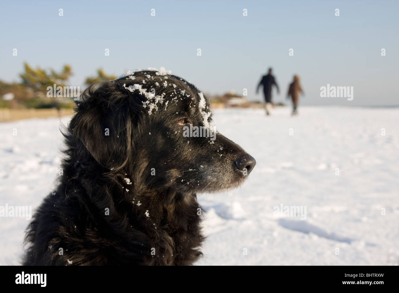 black dog sitting on beach in snow, Goring by Sea, West Sussex, England ...